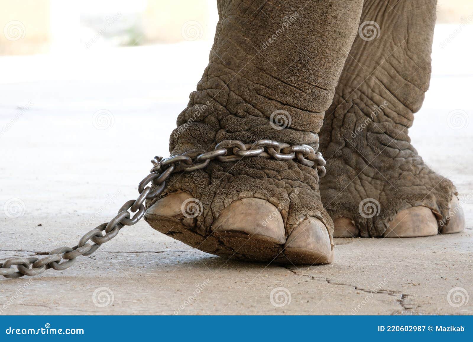Elephant bondage stock image. Image of park, large, chain - 220602987