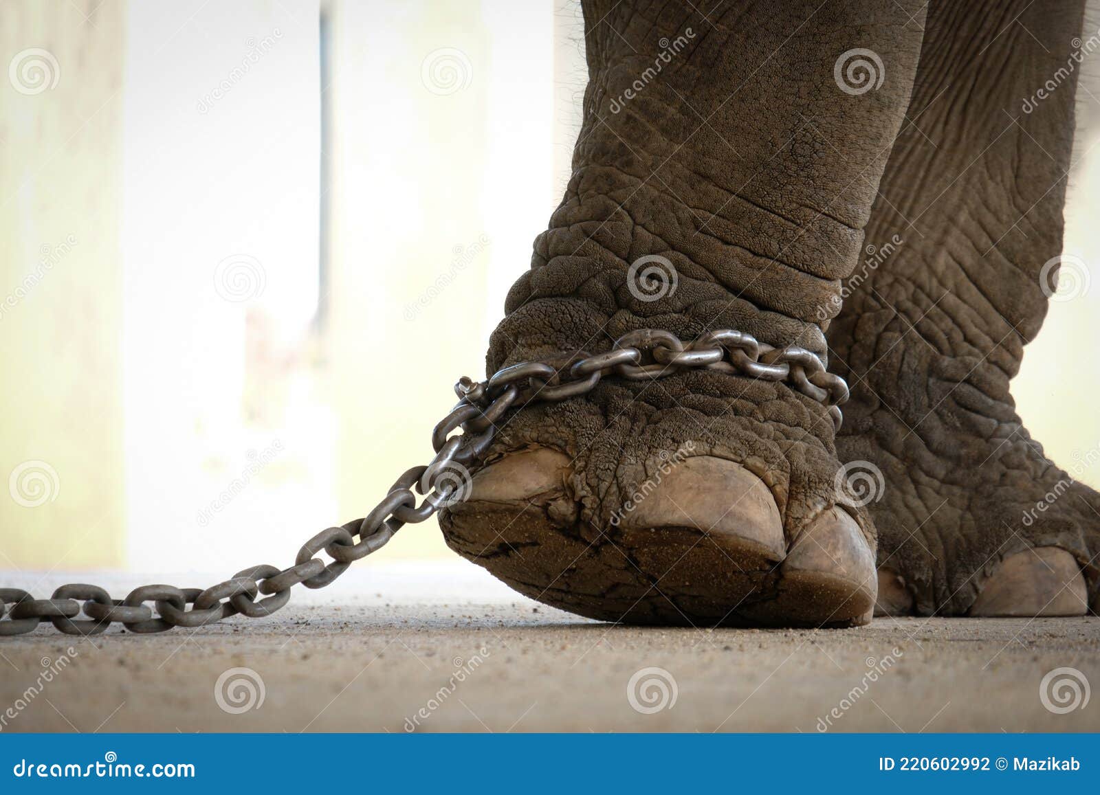 Elephant bondage stock photo. Image of retreat, animal - 220602992