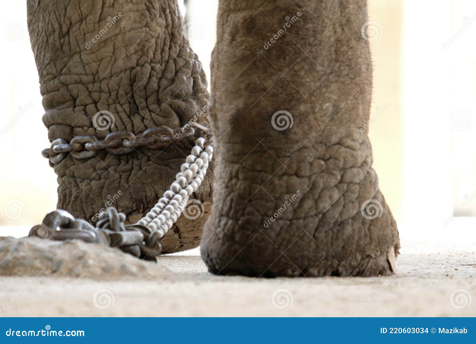 Elephant bondage stock photo. Image of endangered, grass - 220603034