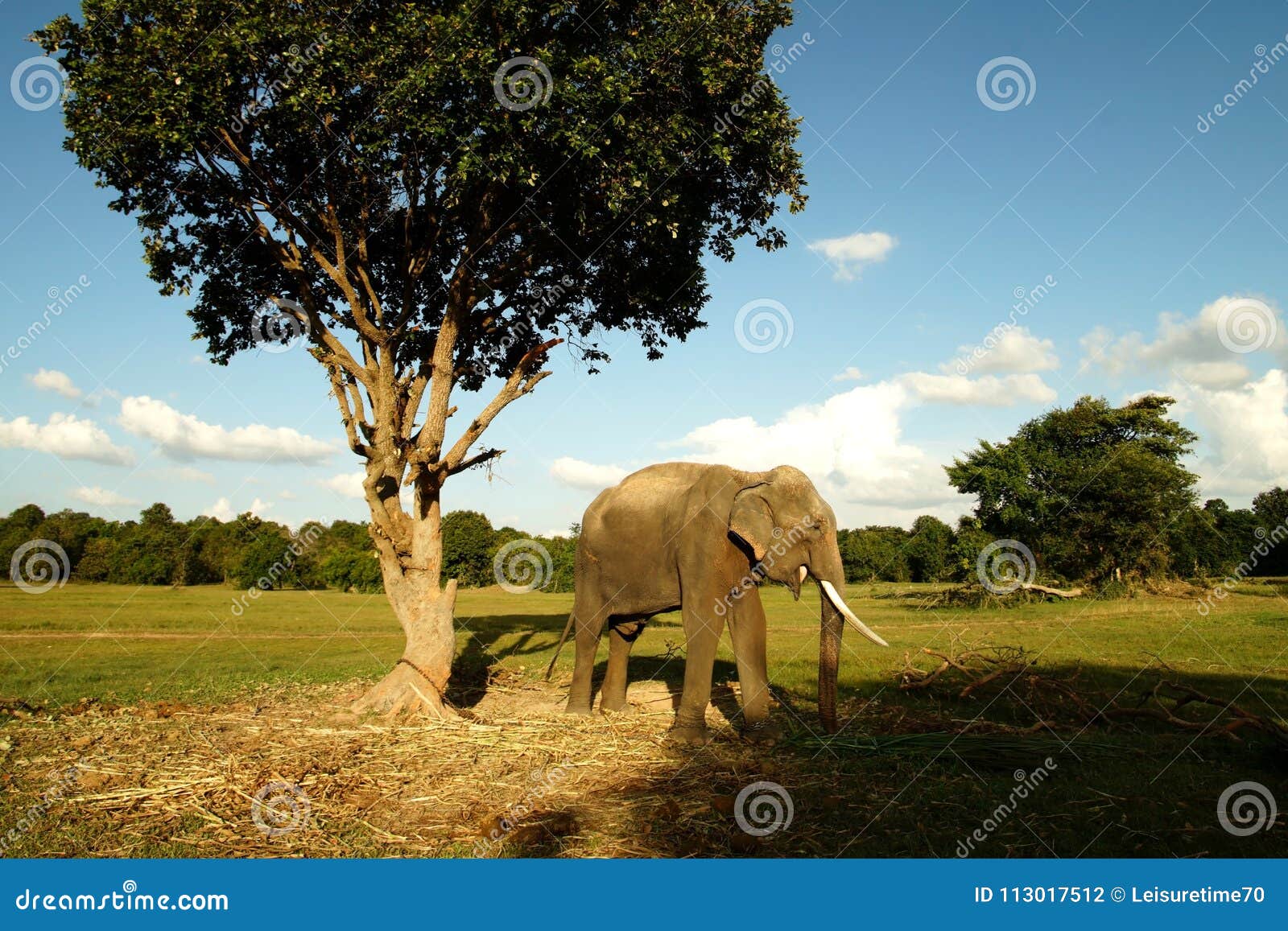 Elephant Was Tied To a Tree Stock Photo - Image of summer, green: 113017512