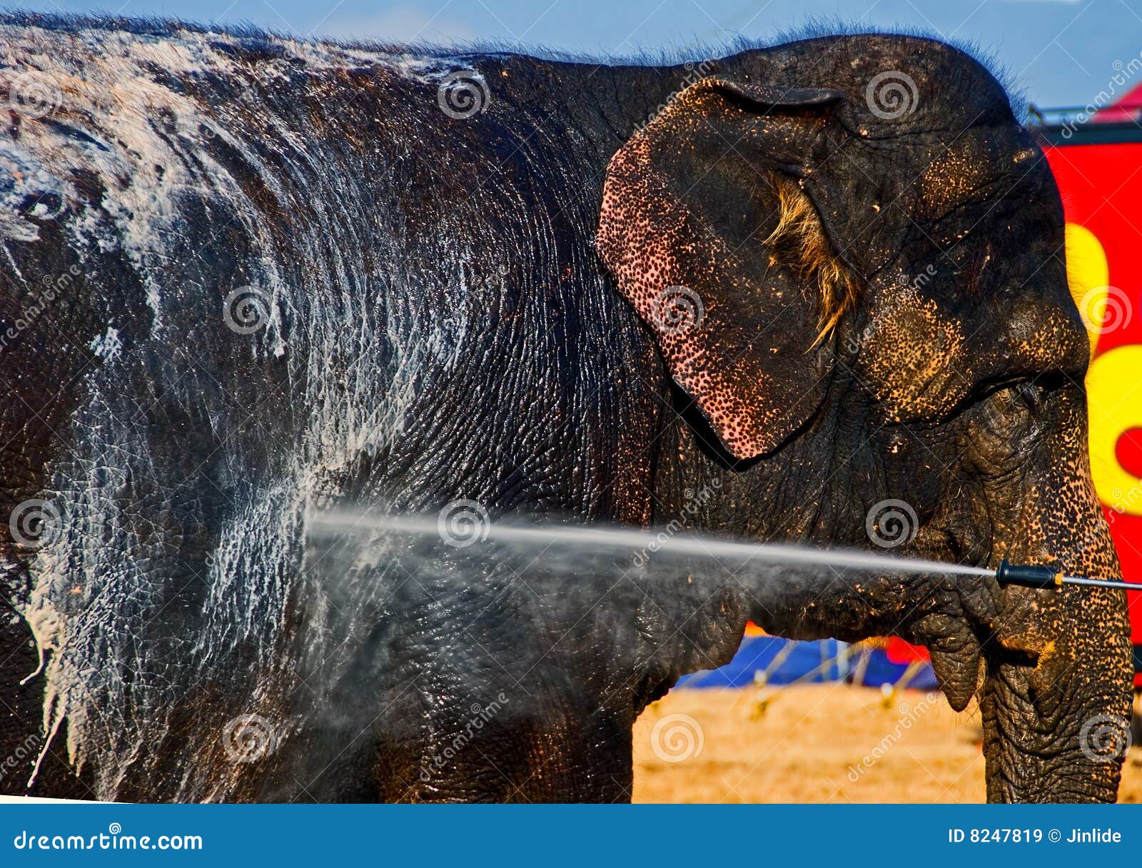 Elephant wash stock image. Image of hose, largest, trunk - 8247819