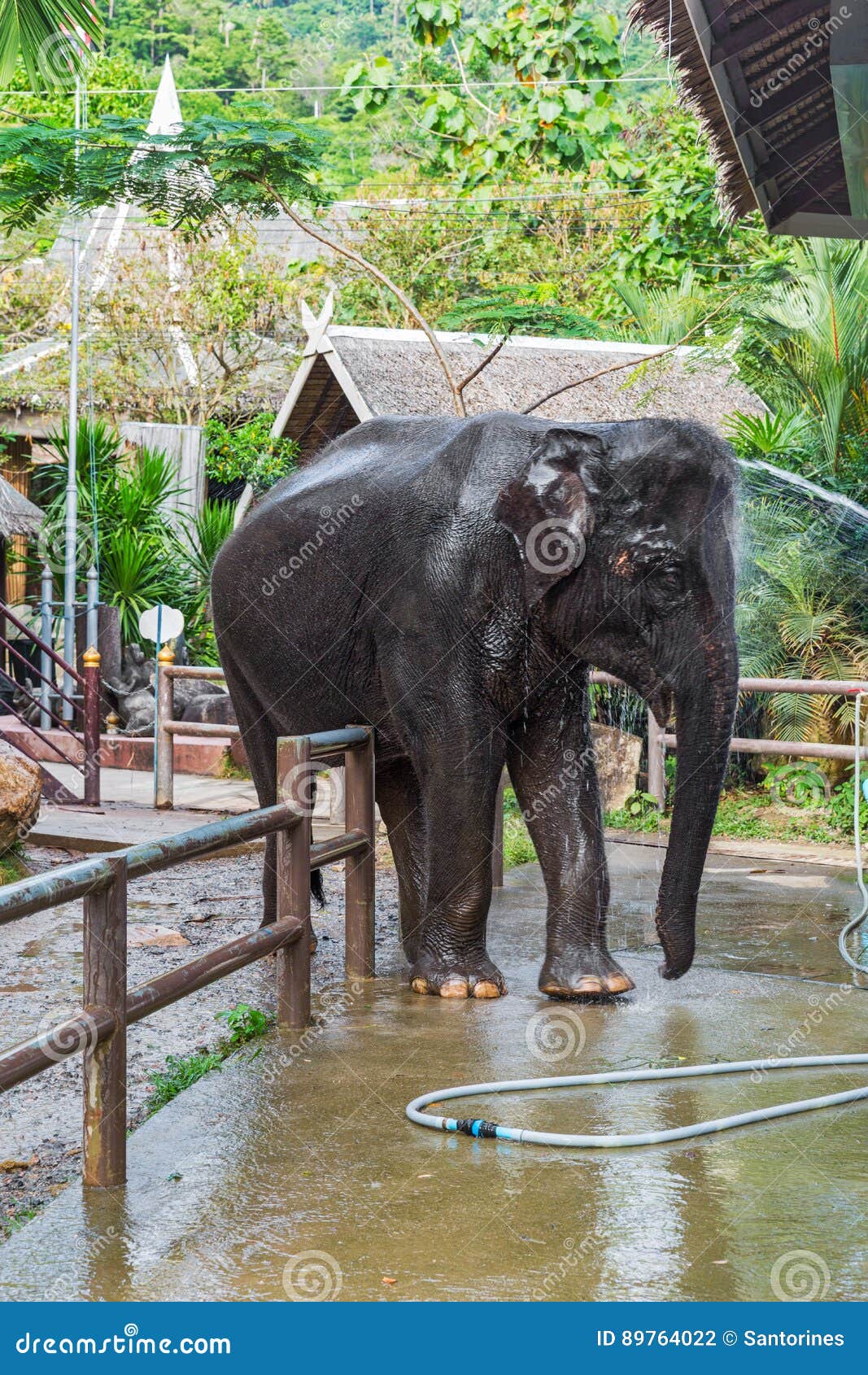 Elephant Wash with Water from a Hose Stock Photo - Image of pachyderm ...