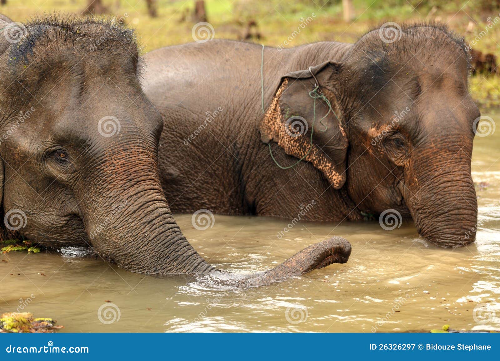 Elephant washing stock image. Image of tourism, outdoor - 26326297