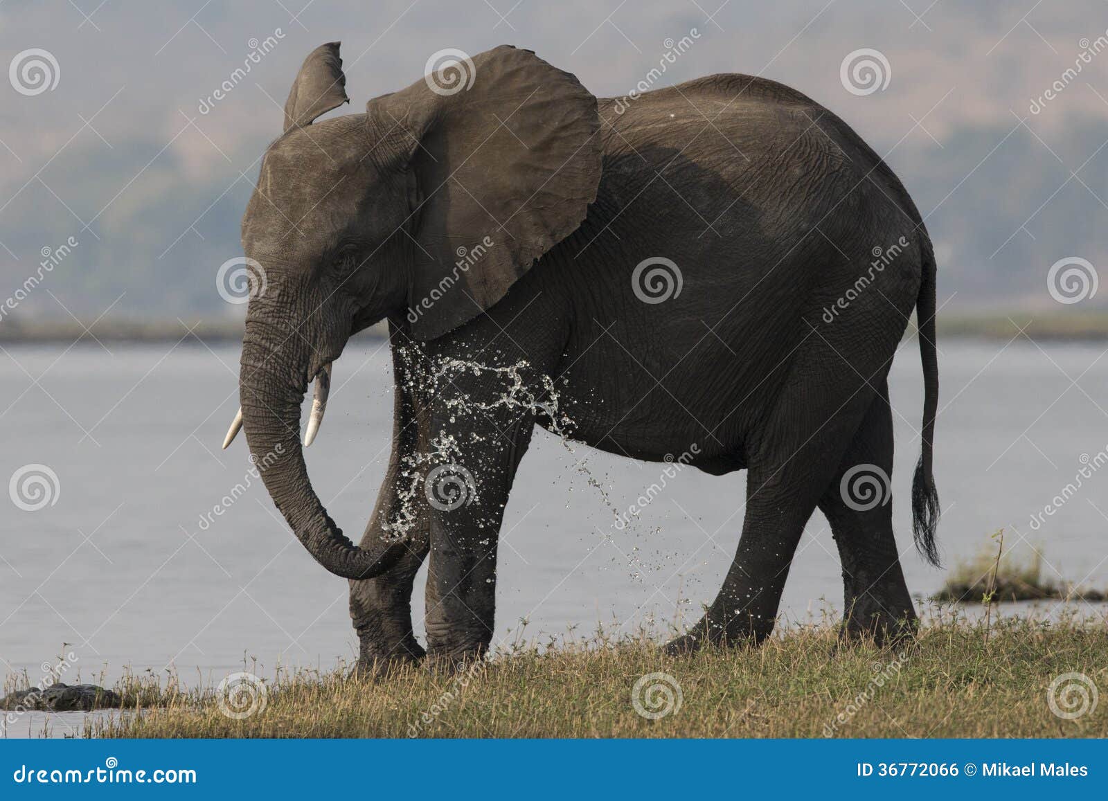 Elephant Washing Off with Water Stock Photo - Image of dusting ...