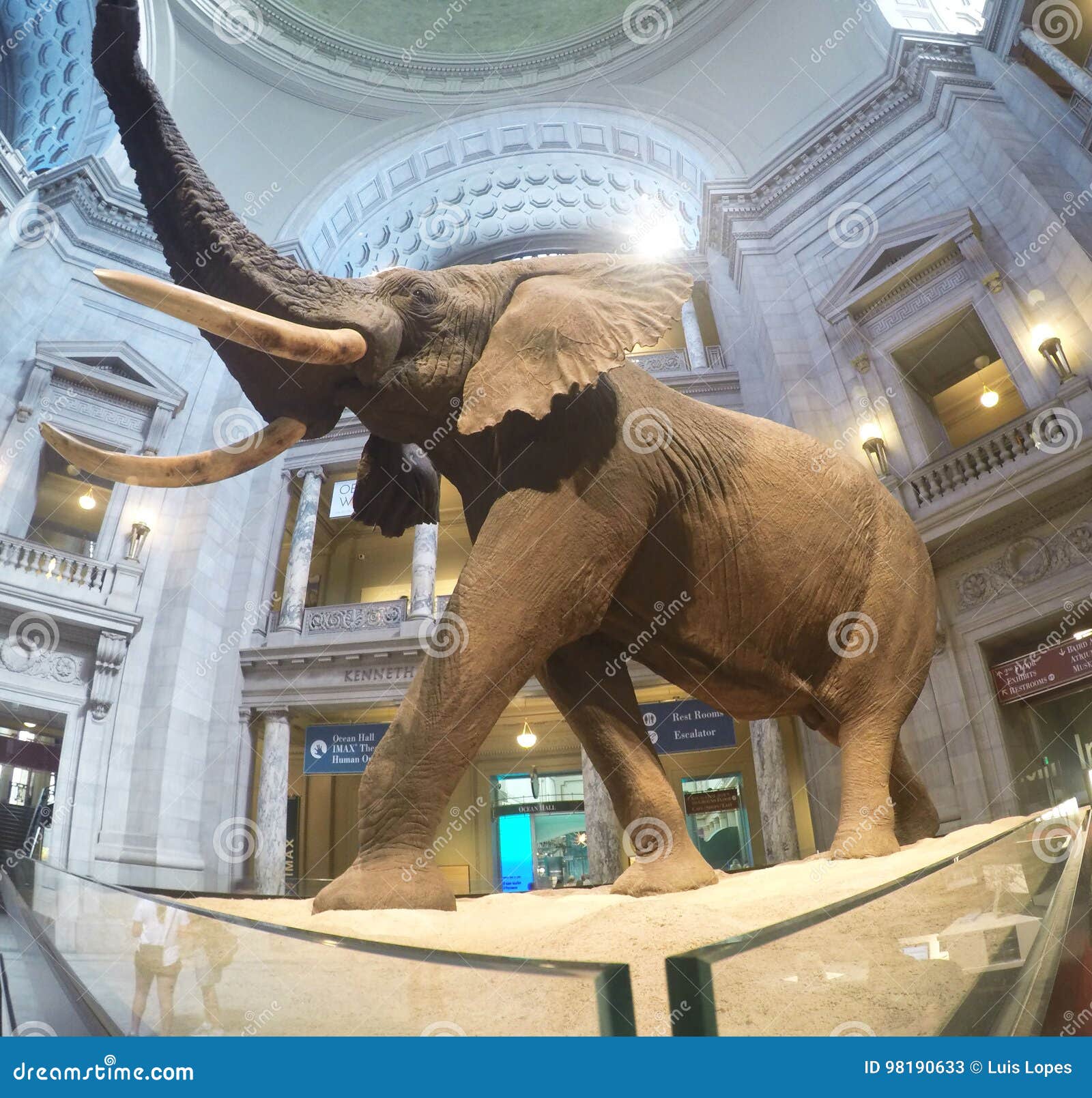 Elephant in Washington Museum Editorial Stock Photo - Image of entrance ...