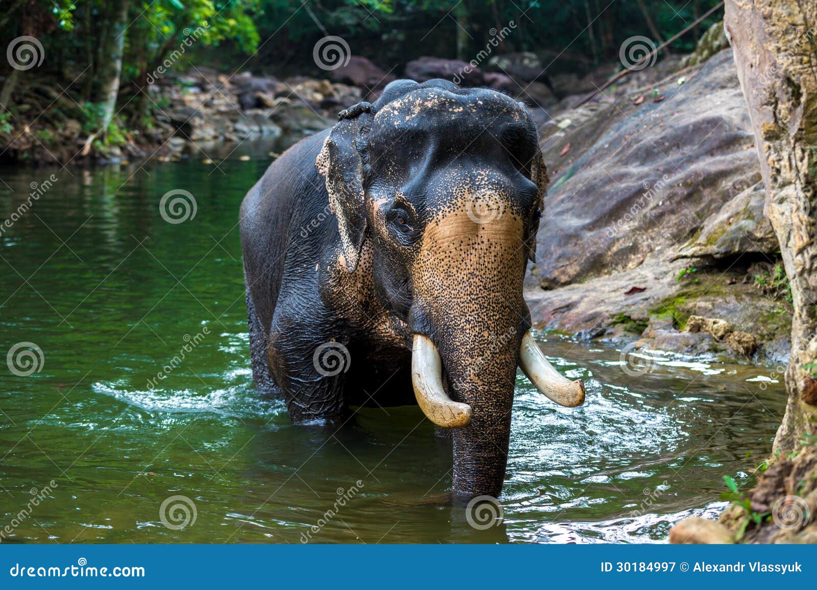Elephant in the water stock image. Image of ivory, elephants - 30184997