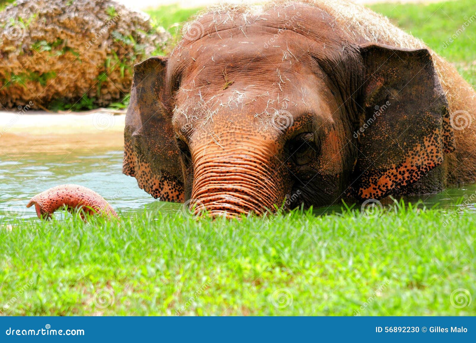 Elephant in water stock photo. Image of female, closeup - 56892230