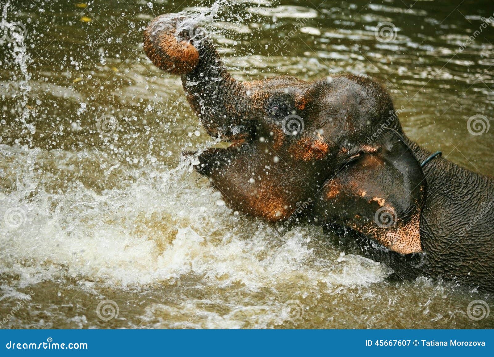 The elephant in water stock image. Image of covered, south - 45667607