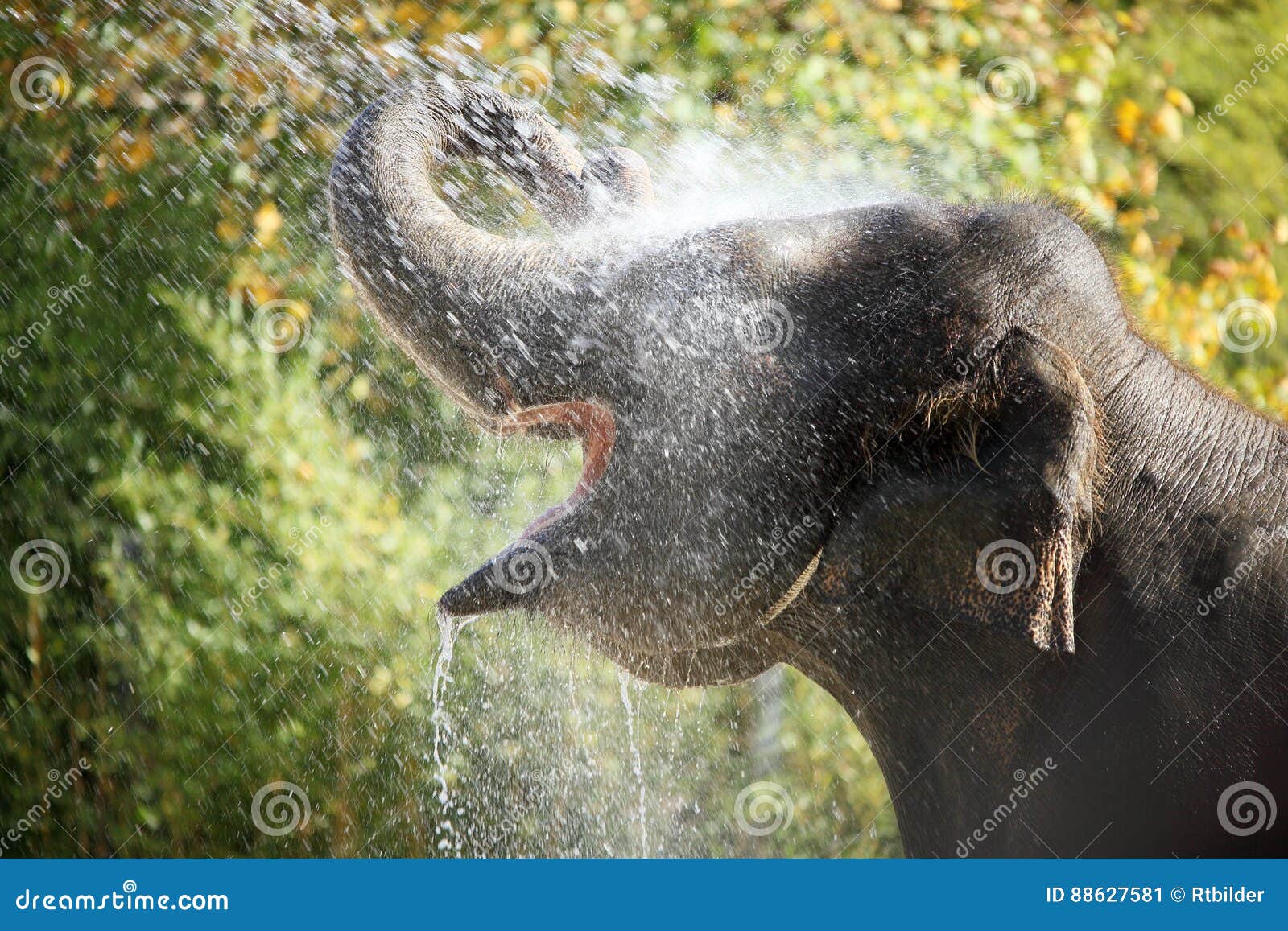 Elephant with water shower stock image. Image of holiday - 88627581