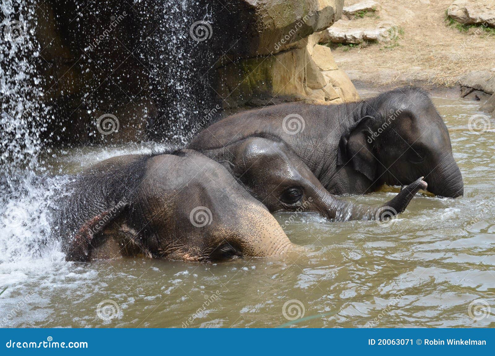 Elephant watering hole stock image. Image of babies, asia - 20063071