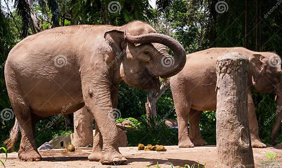 Elephant Waving on Passerby Stock Image - Image of africa, elephant ...