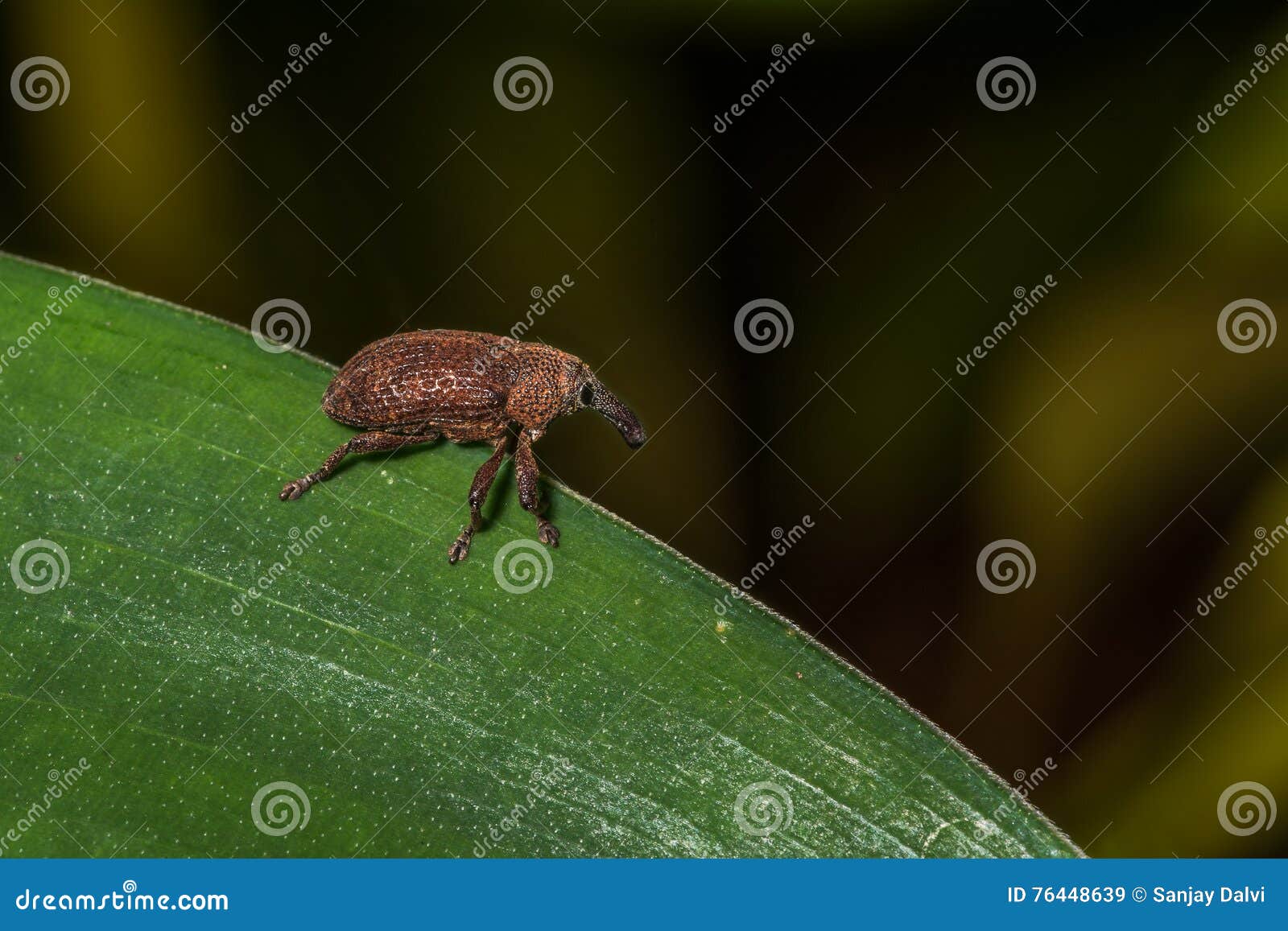 Elephant Weevil insect stock image. Image of weevil, green - 76448639