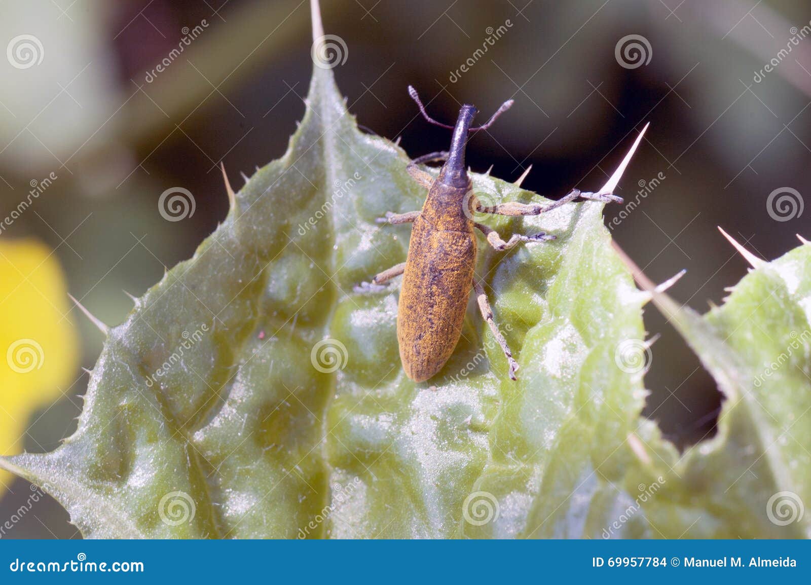 Elephant weevil stock photo. Image of closeup, shot, islands - 69957784