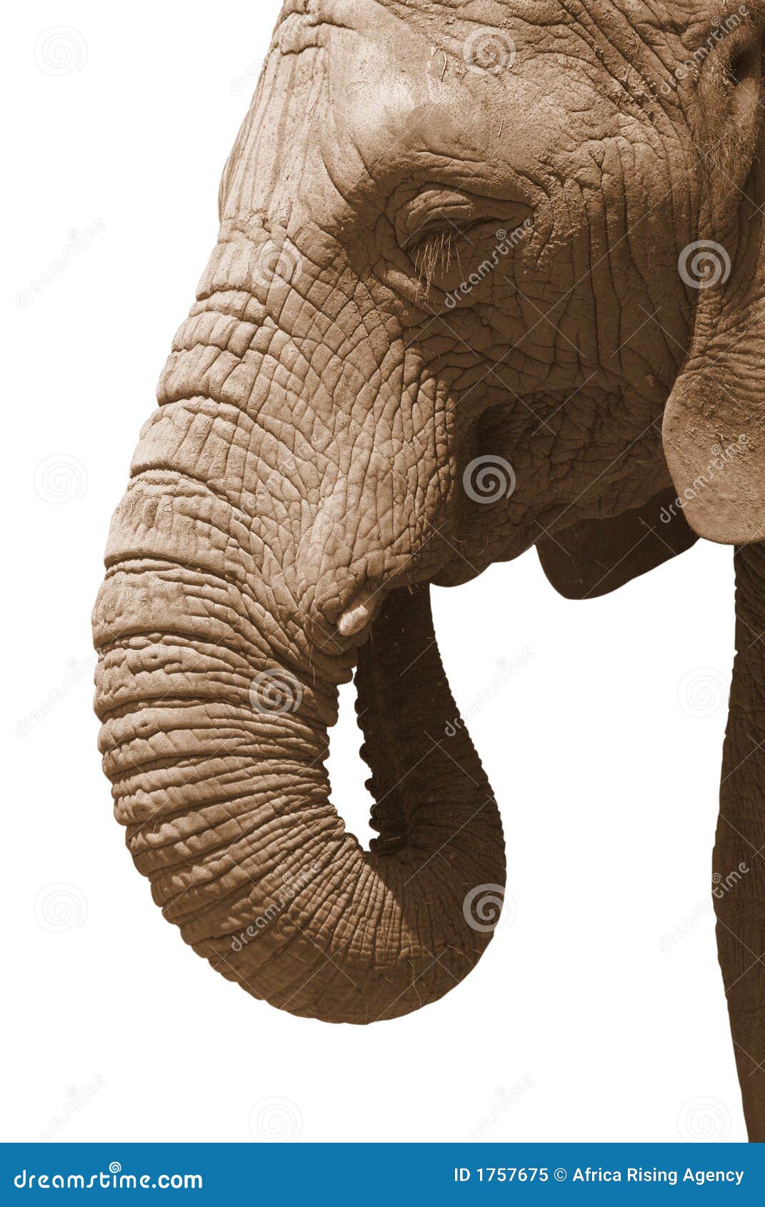 Elephant on white stock image. Image of pachyderm, elephant - 1757675
