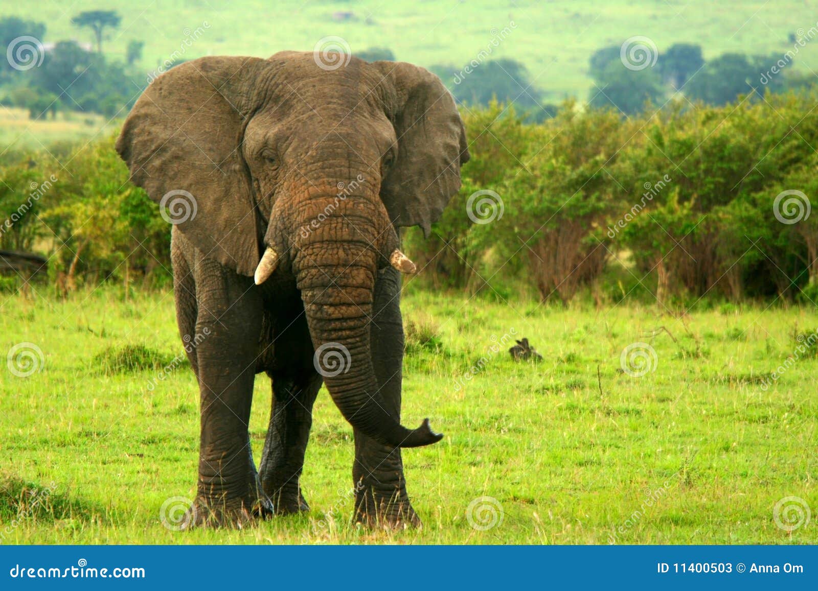 Elephant in the wild stock image. Image of grazing, african - 11400503