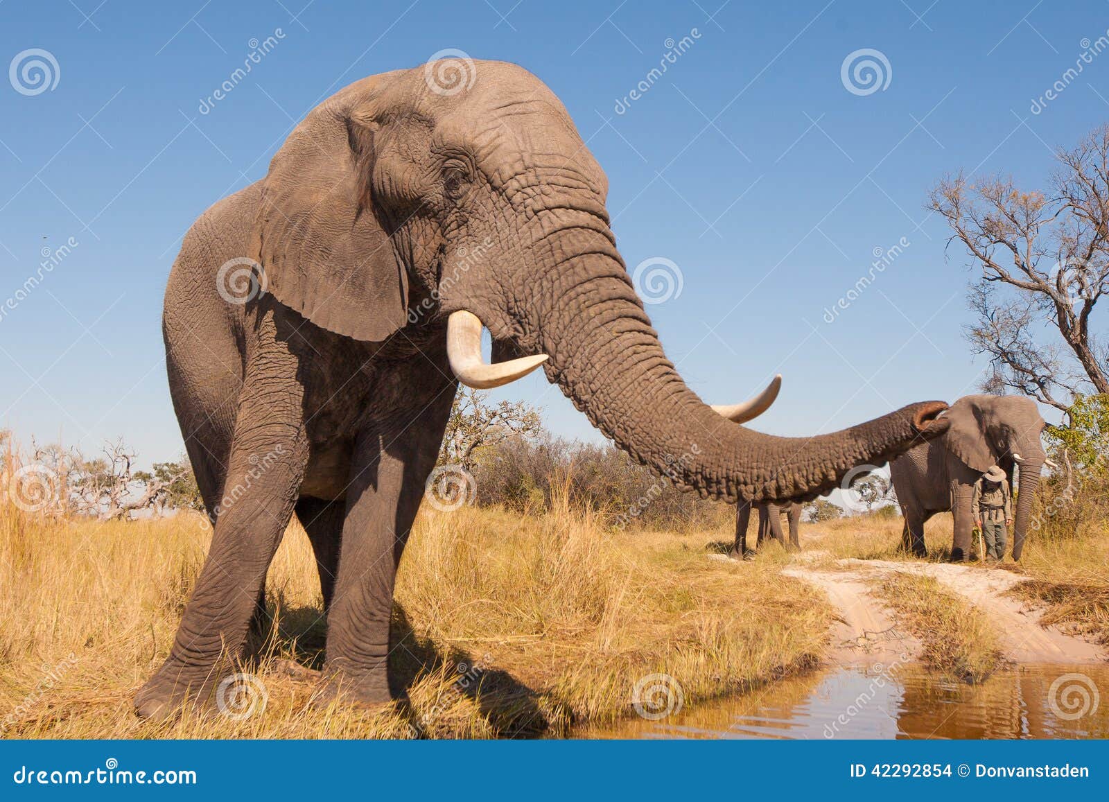 Elephant stock photo. Image of conservation, elephant - 42292854