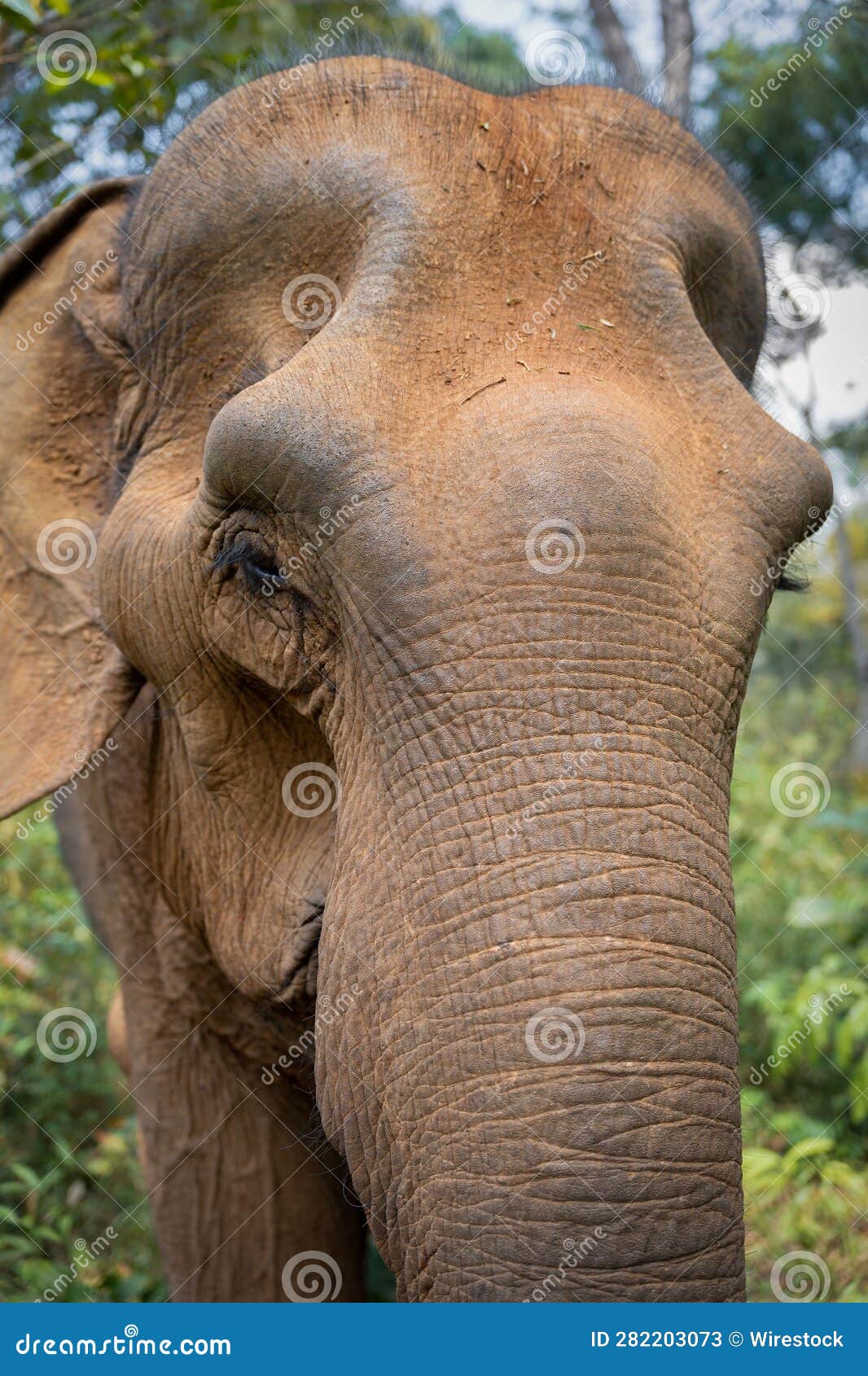 Elephant in the Wilderness in Saen Monorom, Cambodia Stock Image - Image of skin, focus: 282203073