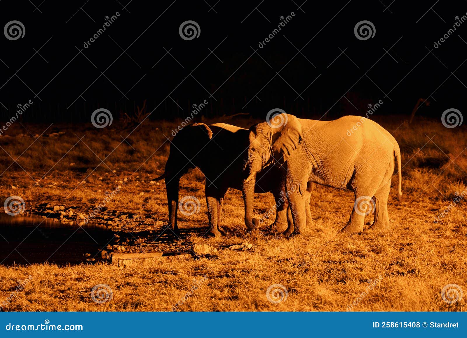 Elephant is in the Wildlife at Nighttime Stock Photo - Image of food ...