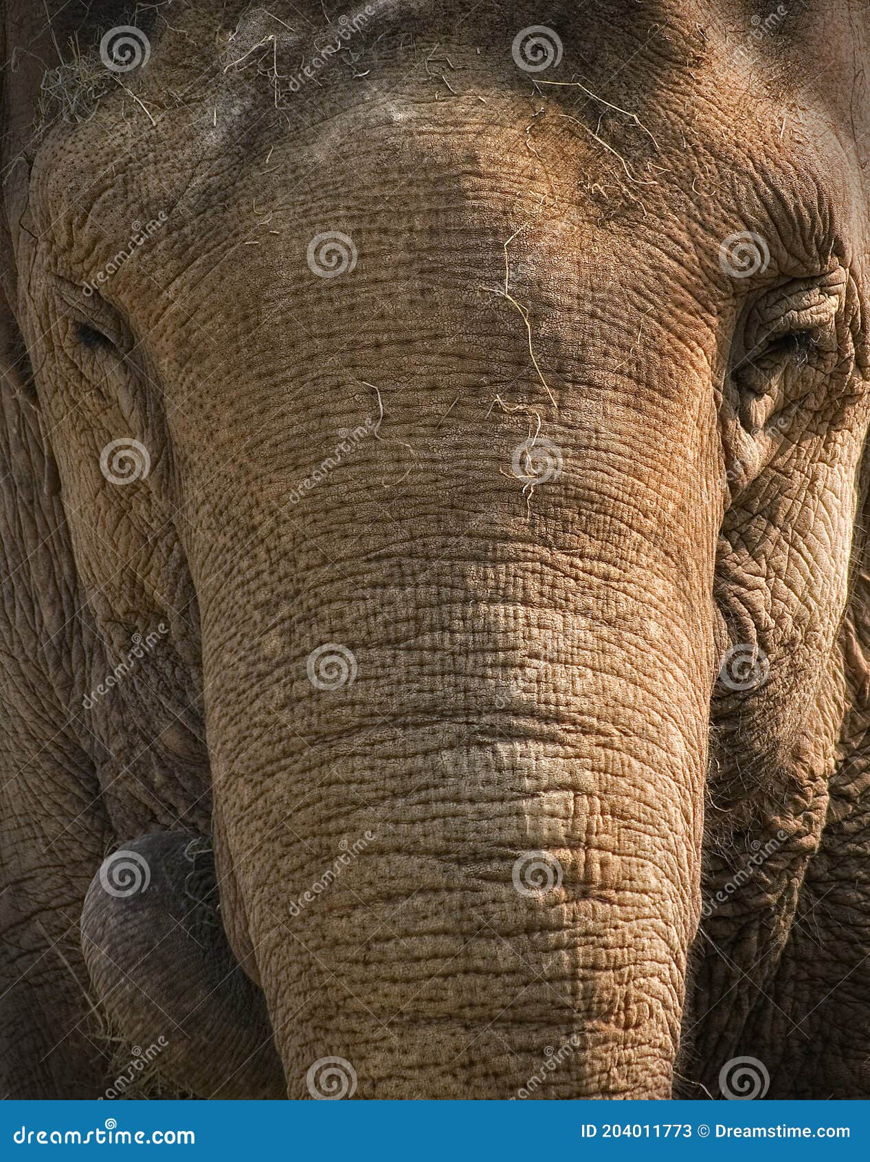 Elephant wisdom stock image. Image of shadow, wisdom - 204011773