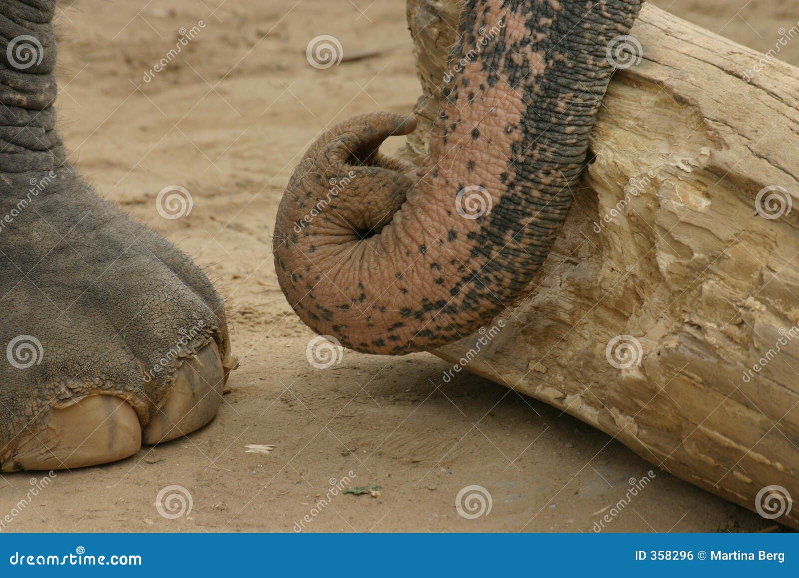 Elephant at work stock photo. Image of wood, heavily, trunk - 358296