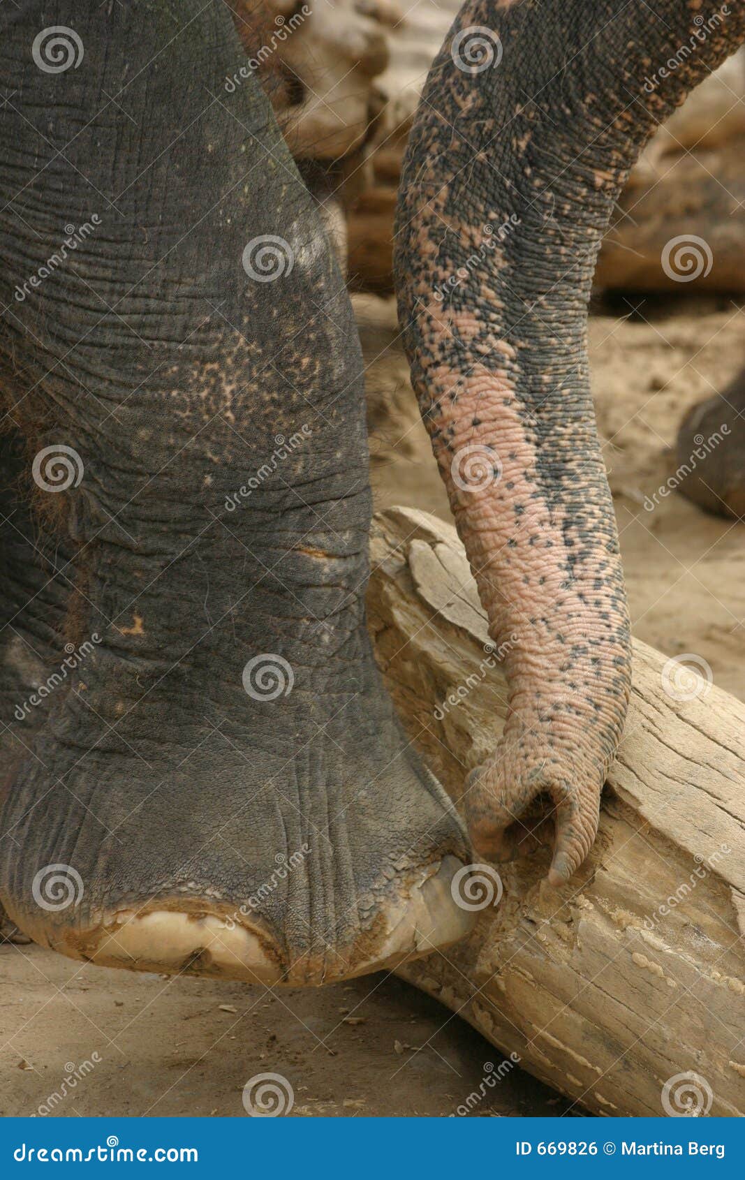 Elephant at work stock photo. Image of work, wood, african - 669826