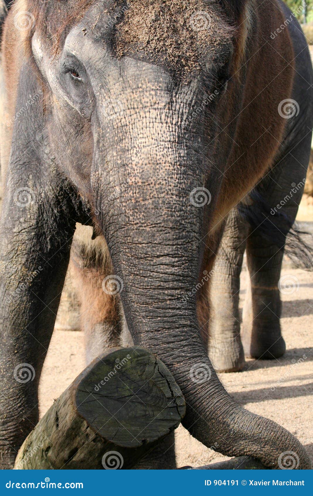 Elephant at work stock image. Image of hair, africa, mammal - 904191