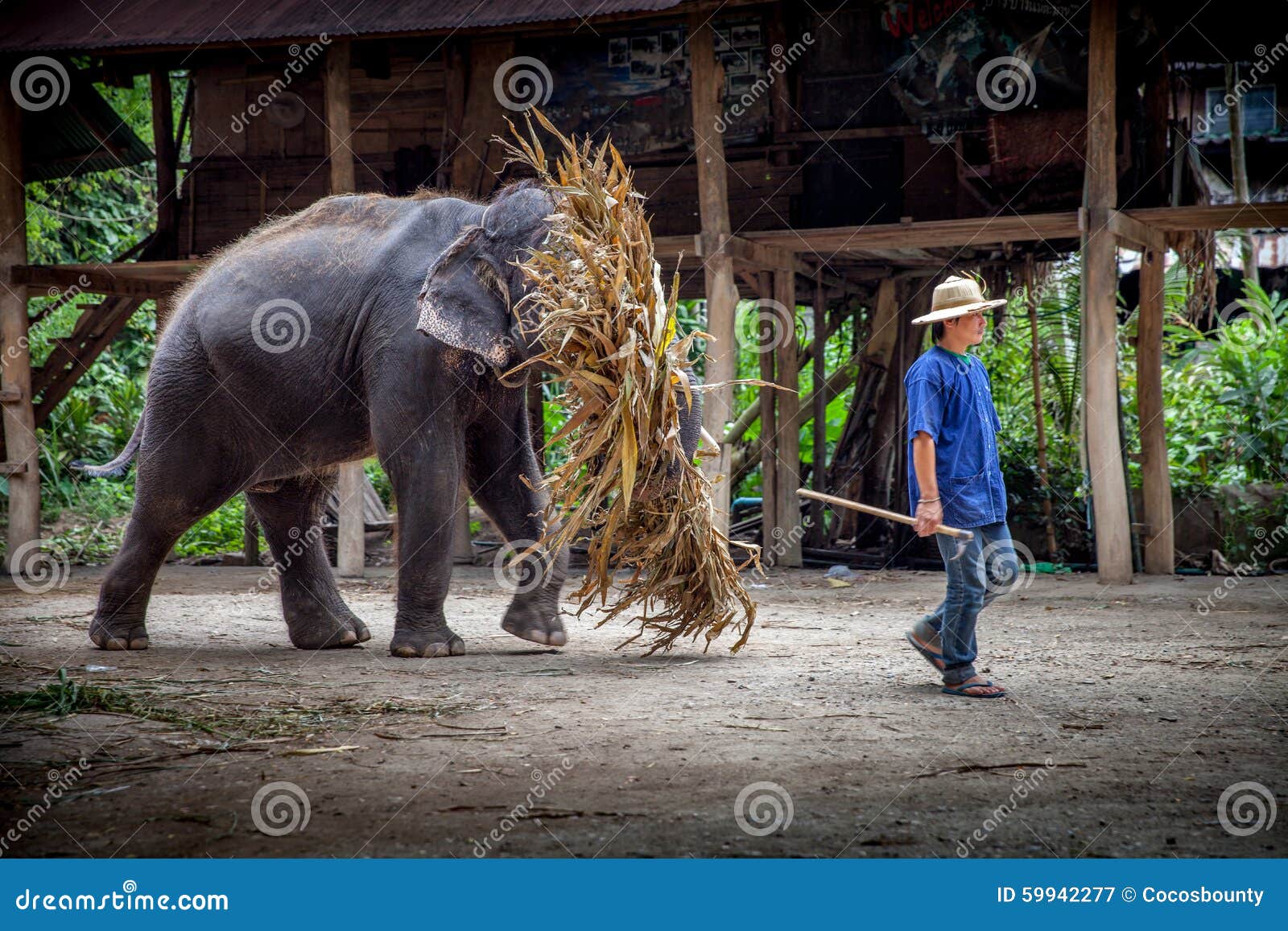 Elephant at work editorial photography. Image of animal - 59942277