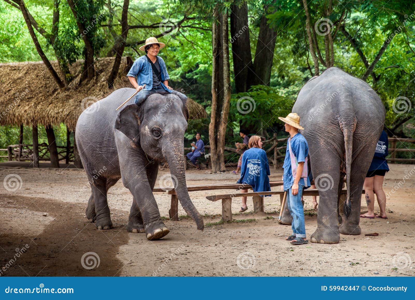 Elephant at work editorial photography. Image of staring - 59942447