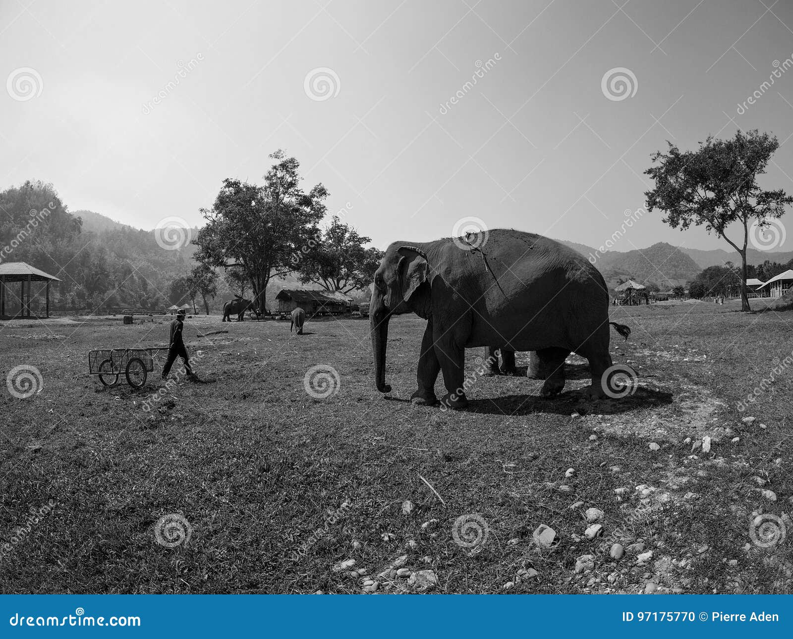 Elephant and worker stock photo. Image of national, environment - 97175770