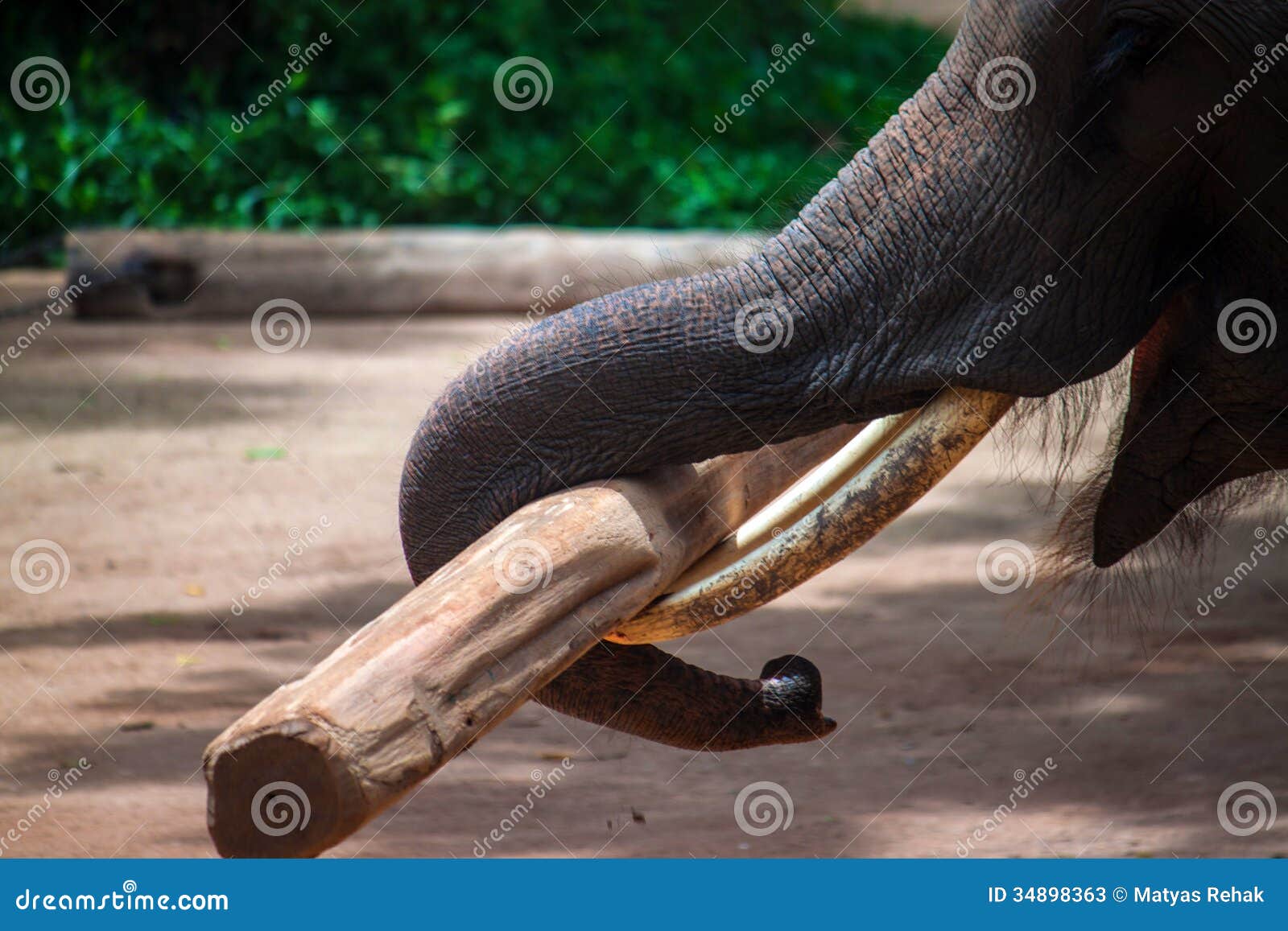 Elephant Working with a Log Stock Image - Image of head, thailand: 34898363