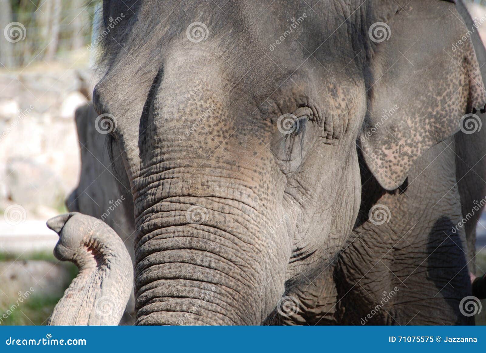 Elephant wrinkles stock image. Image of park, strong - 71075575