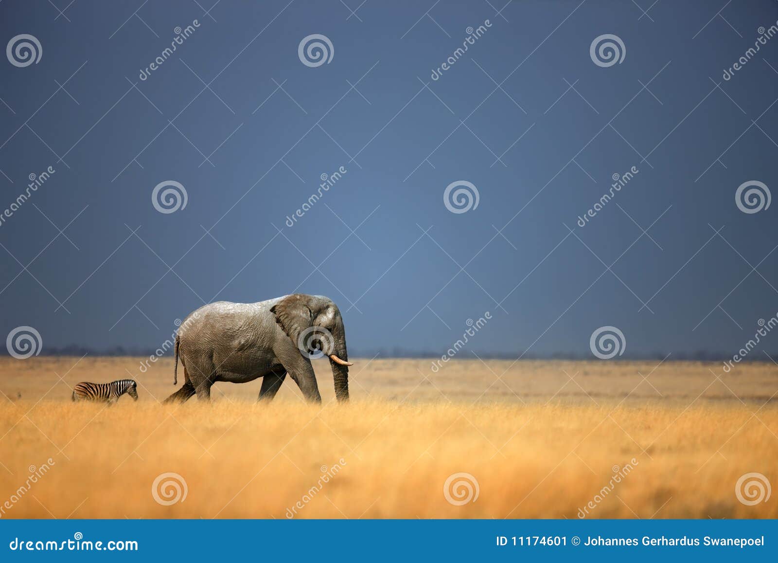 Elephant and zebra stock image. Image of grass, wildlife - 11174601