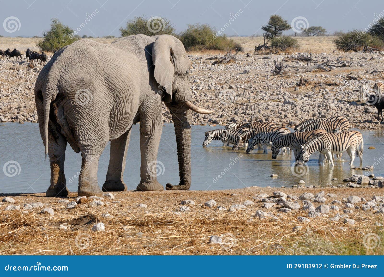 Elephant and zebras stock photo. Image of loxodonta, national - 29183912