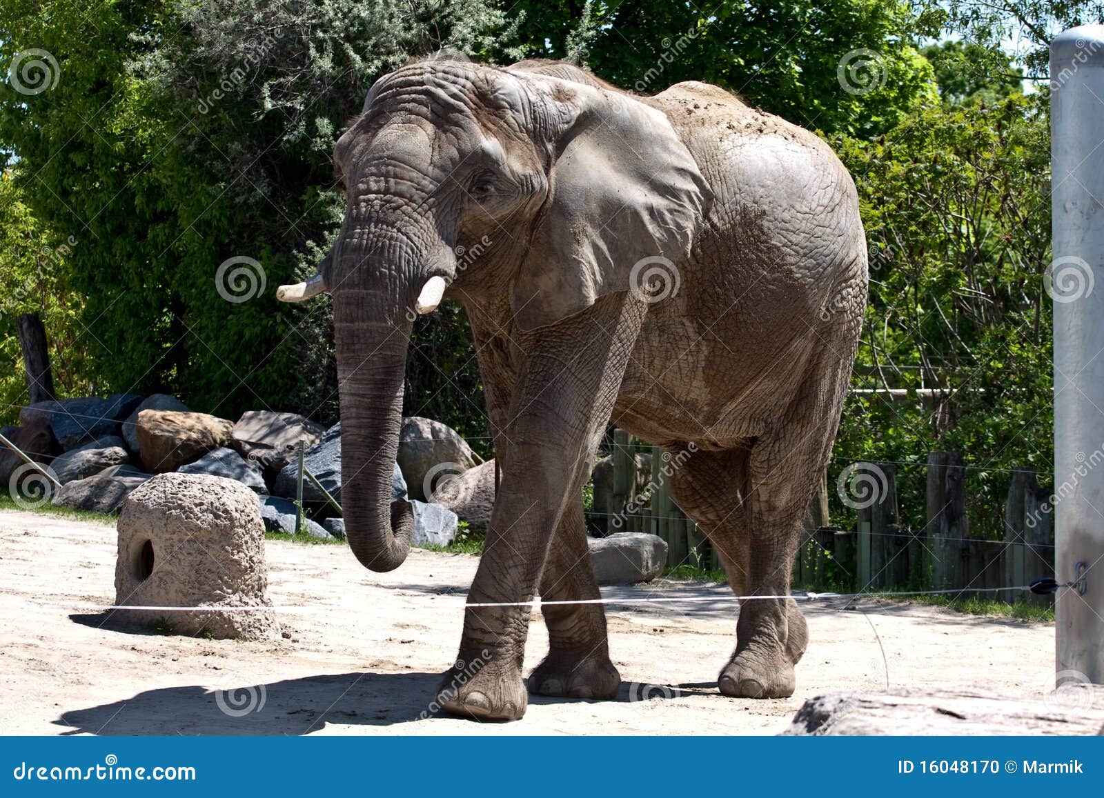 Elephant in zoo stock photo. Image of elephant, nature - 16048170