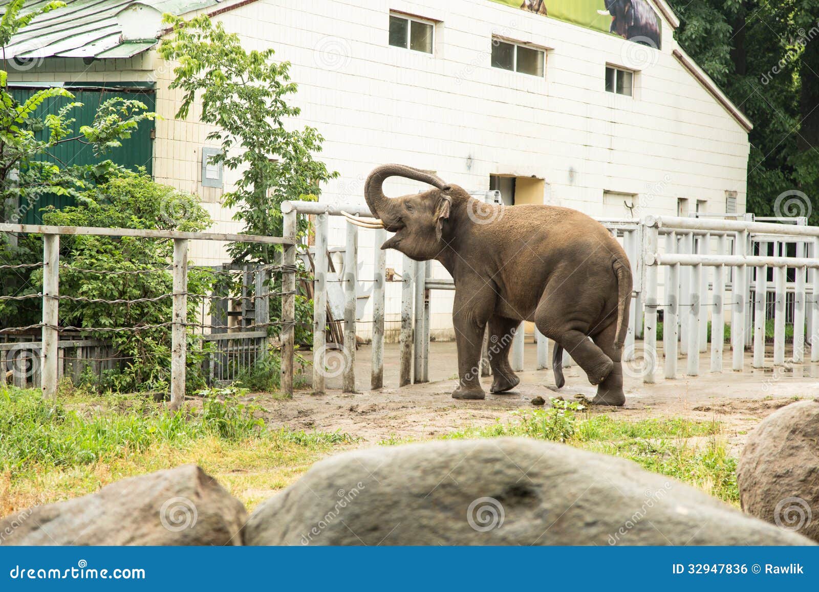 Elephant in zoo stock photo. Image of adult, africa, mammal - 32947836