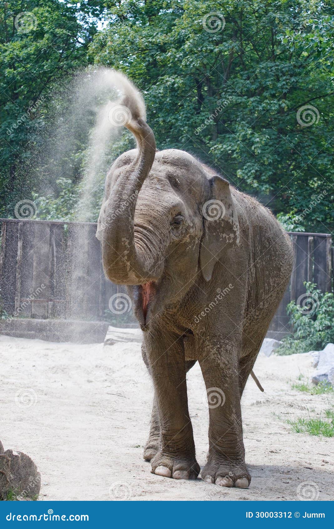 Elephant stock photo. Image of playing, playfull, sand - 30003312