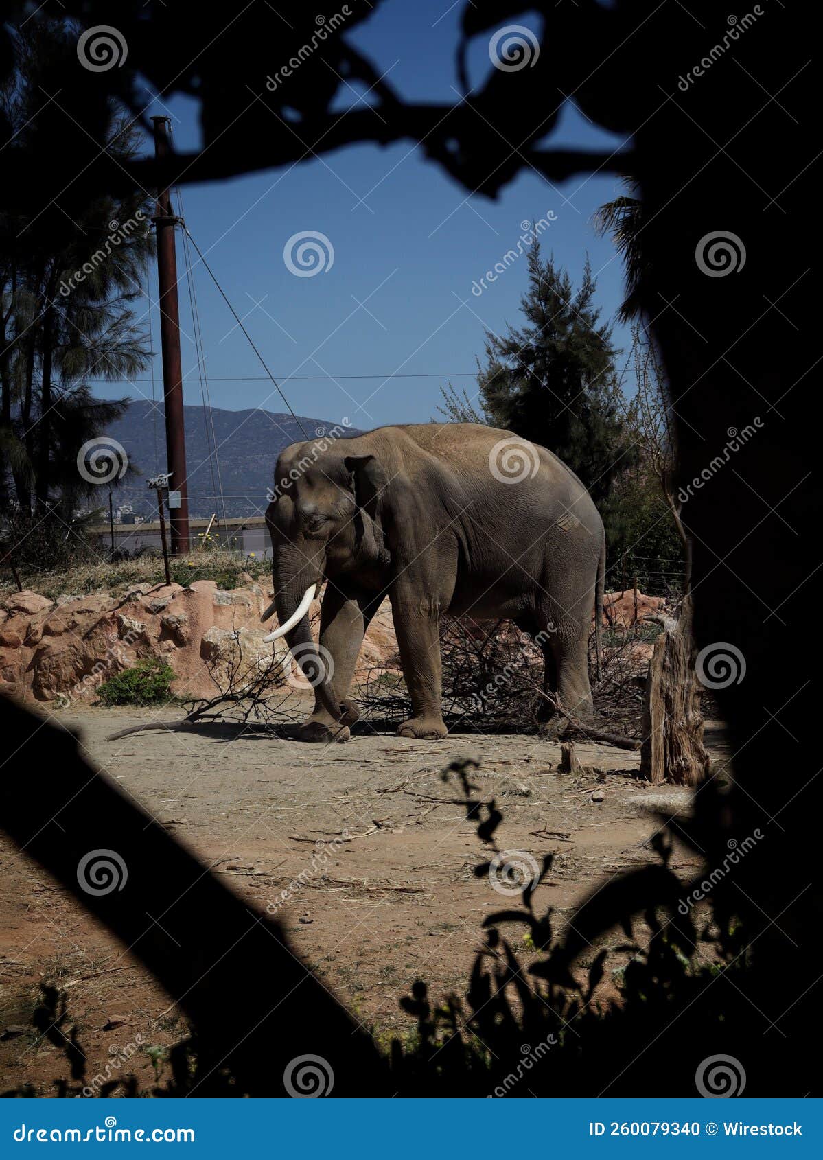 Elephant in the Zoo, Vertical Stock Photo - Image of nature, mammal ...