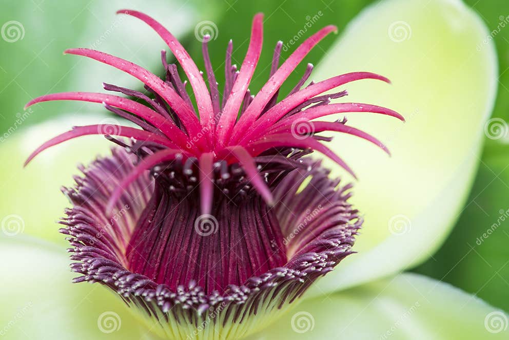 Elephantapple Flower stock photo. Image of stem, flora - 27793328