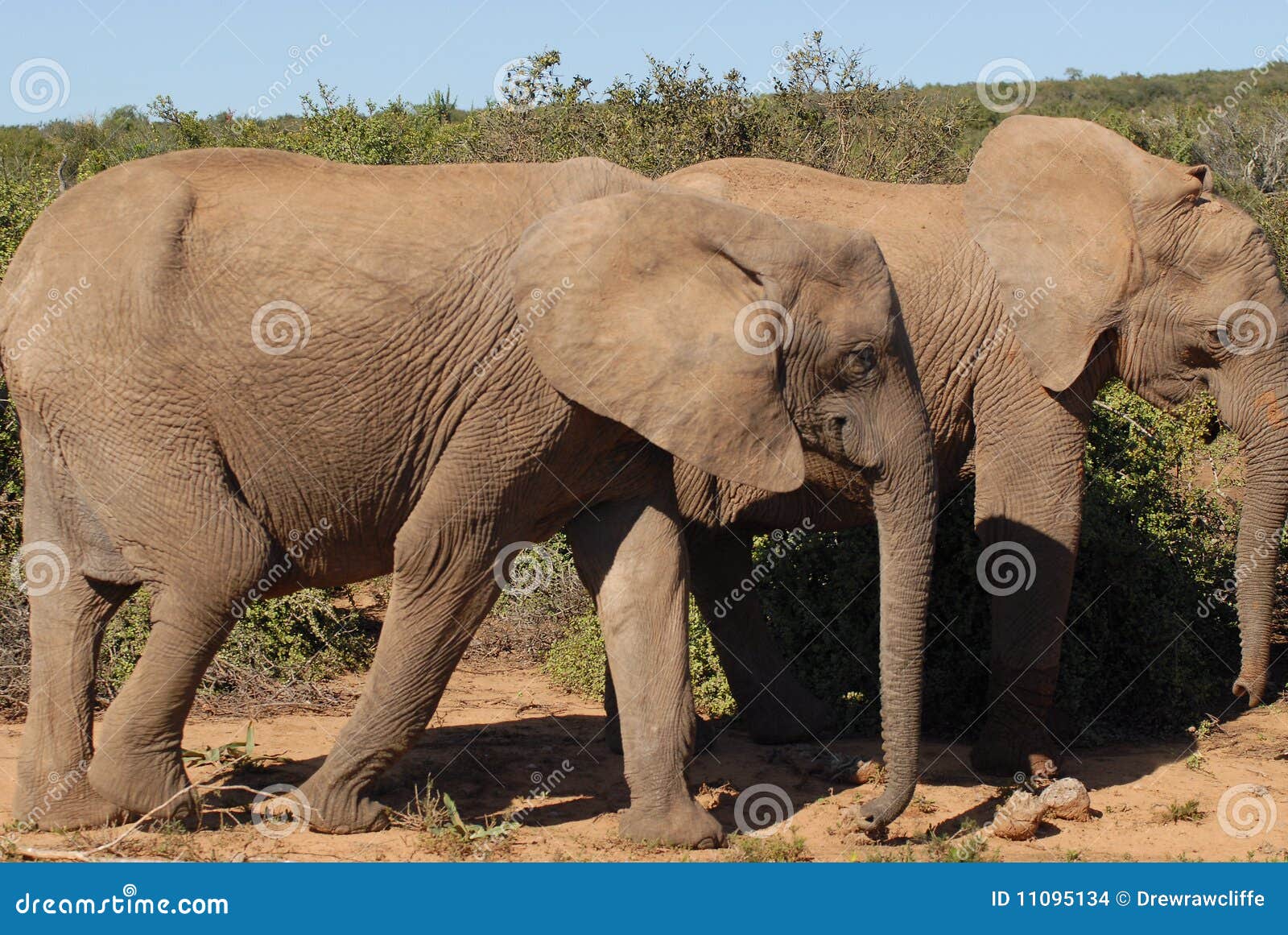 Elephants stock photo. Image of feeding, elephant, wild - 11095134