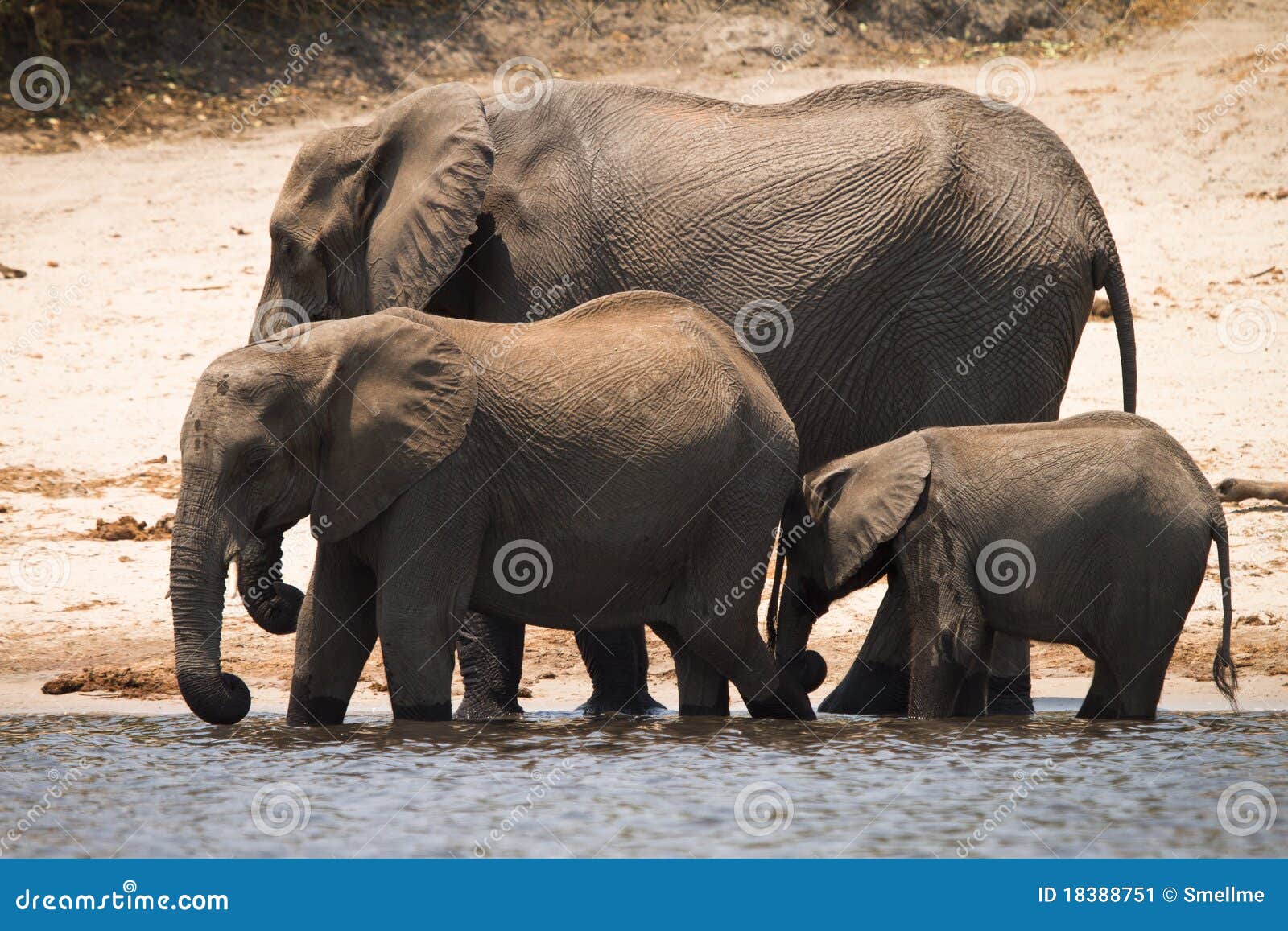 Elephants stock image. Image of elephant, baby, chobe - 18388751