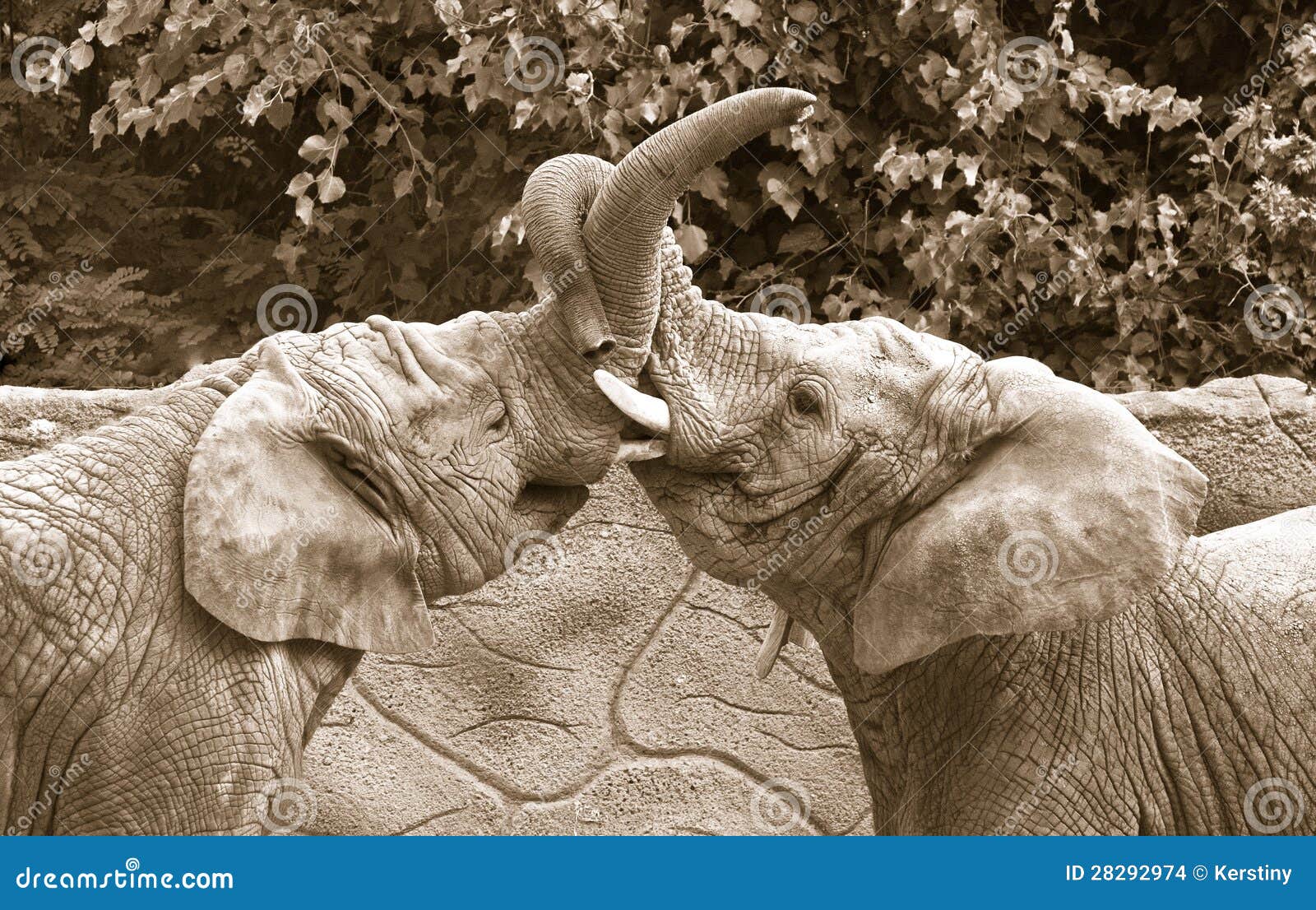 Elephants stock photo. Image of impressive, shadow, large - 28292974