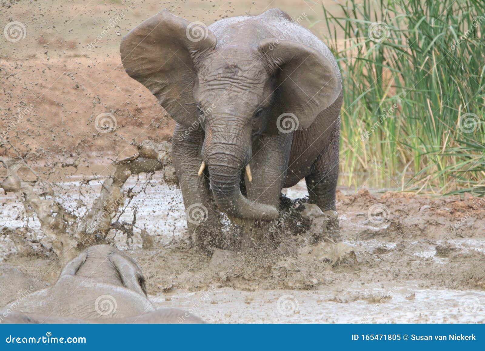 Elephants stock image. Image of spray, water, wildlifeafrica - 165471805