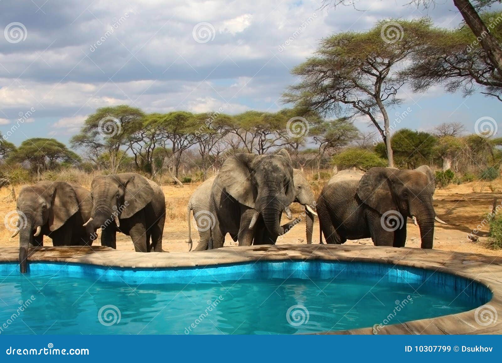 Elephants Around Swimming Pool Stock Image - Image of flora, steal ...