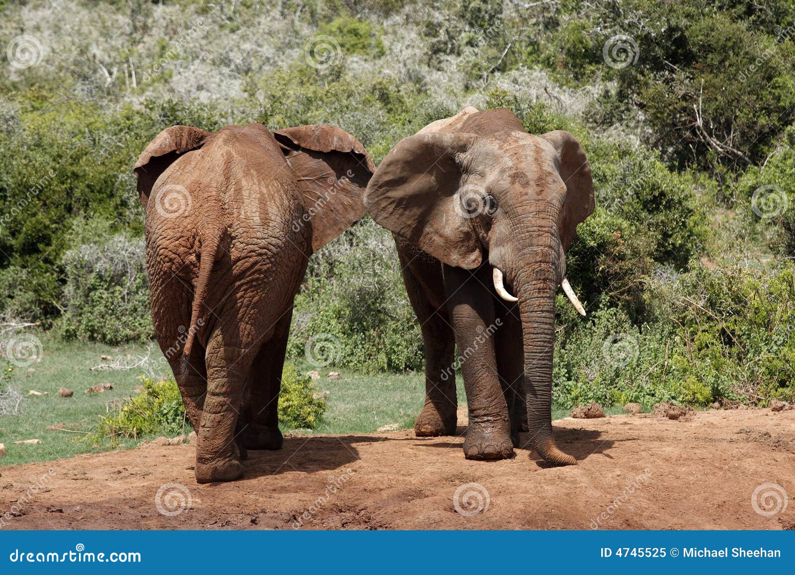 Elephants back and front stock image. Image of thirst - 4745525