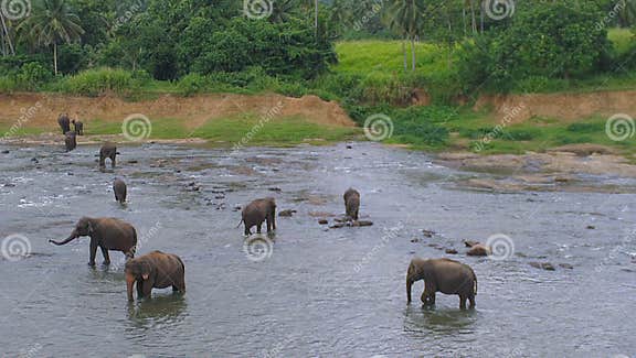 Elephants Bath on the Liver Stock Image - Image of elephants, srilanka ...