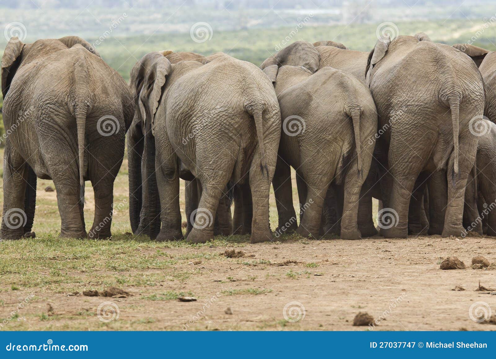 Elephants behind stock image. Image of flora, pachyderm - 27037747