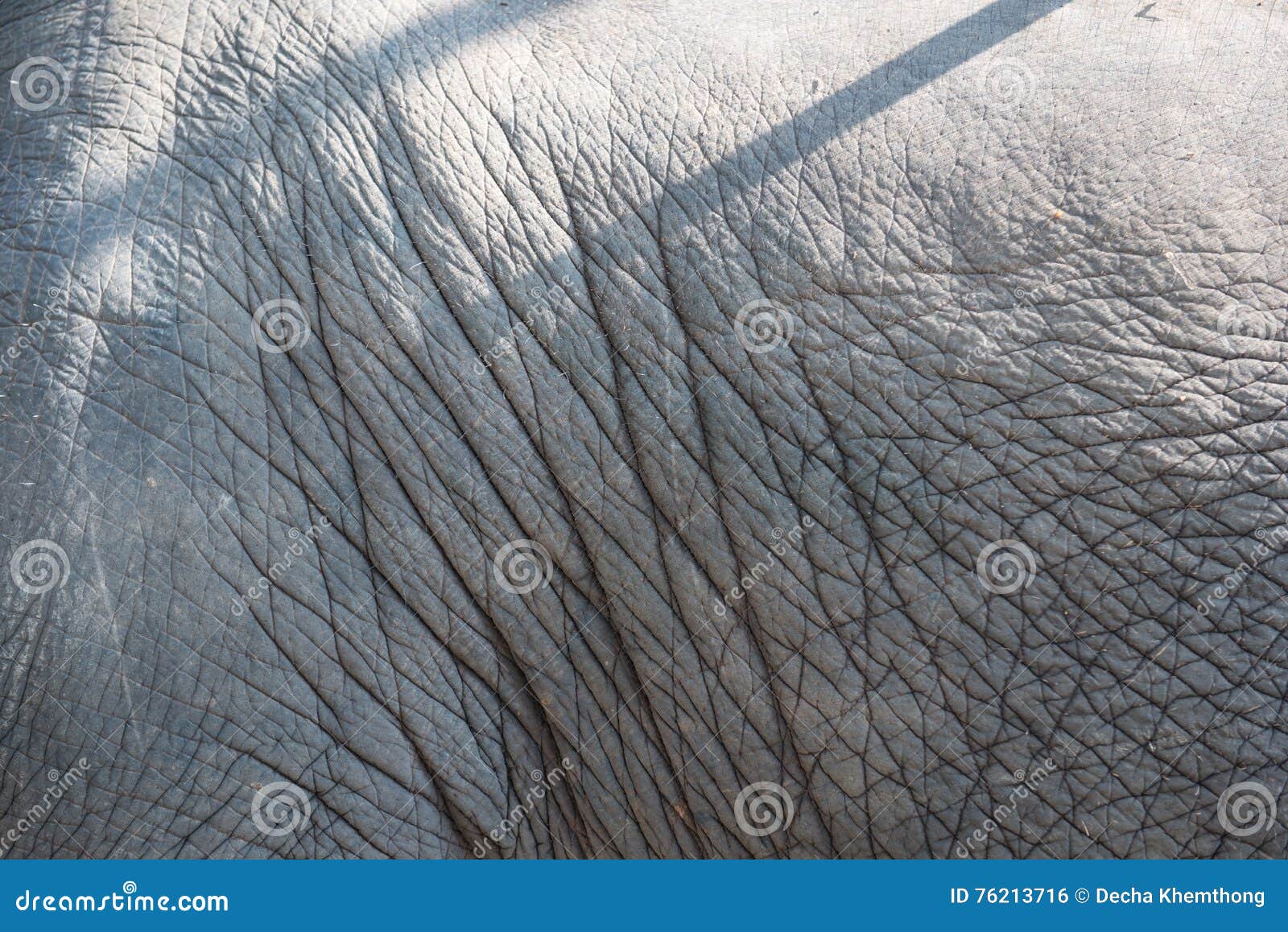 Elephants stock photo. Image of park, facing, wrinkles - 76213716