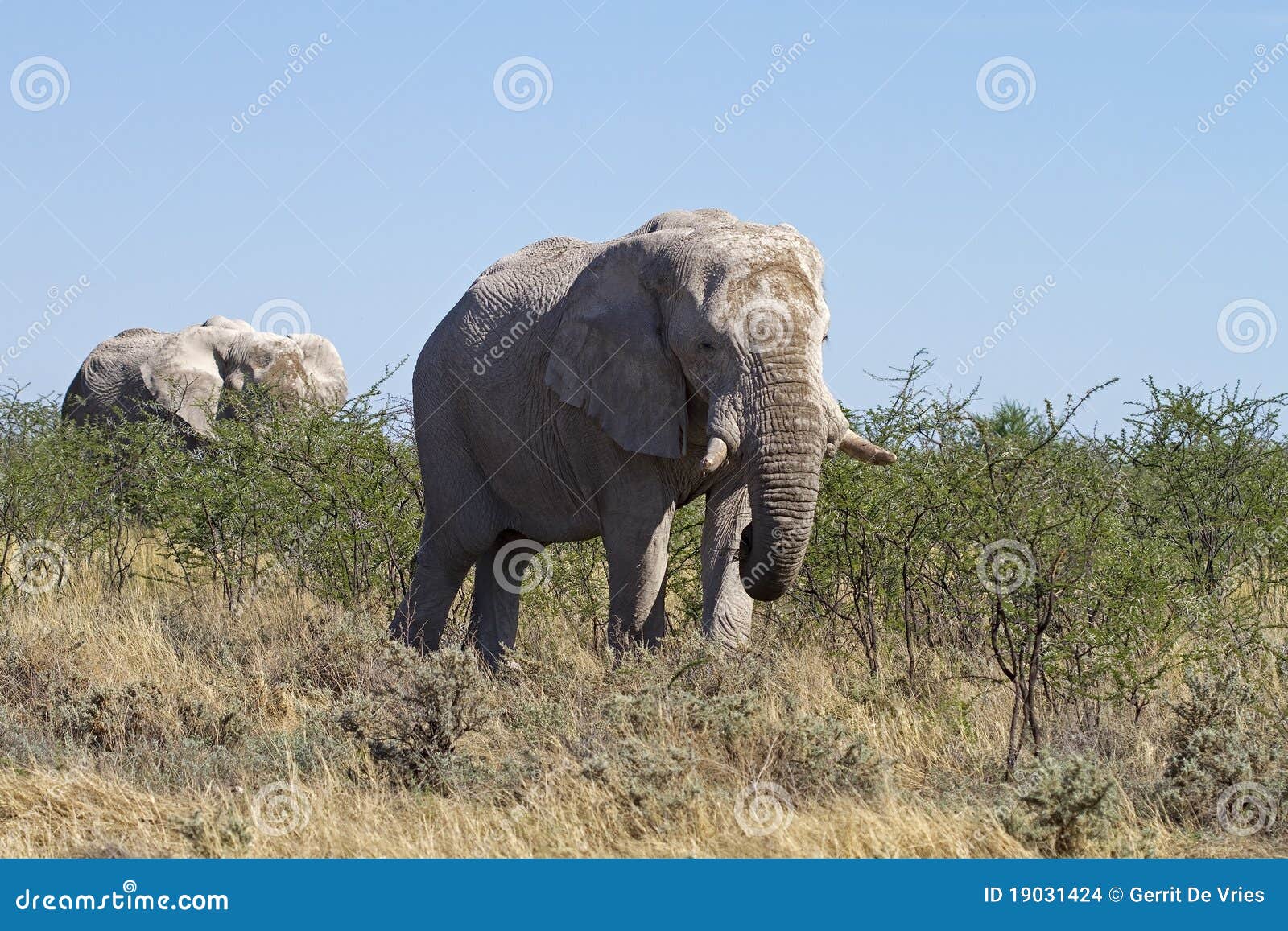 Elephants Browsing on Young Thorn Trees Stock Photo - Image of standing ...