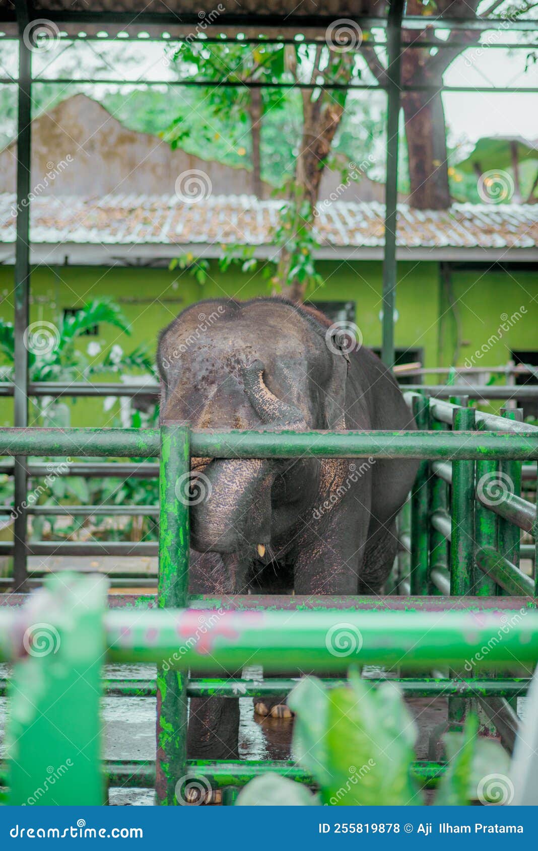 Elephants in captivity stock photo. Image of nature - 255819878