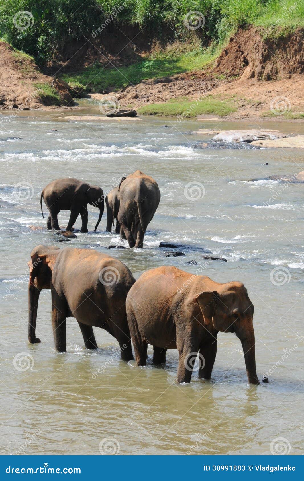 Elephants in Ceylon stock image. Image of ceylon, river - 30991883